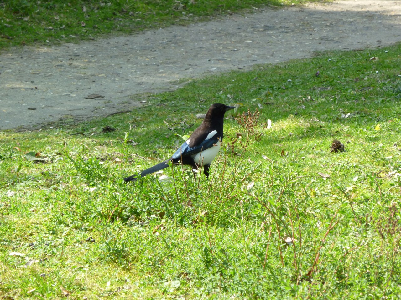 A bird lover’s guide to Paris | Parisian Fields