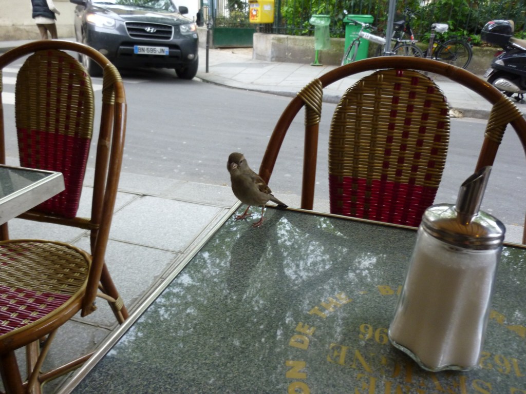 A bird lover’s guide to Paris | Parisian Fields