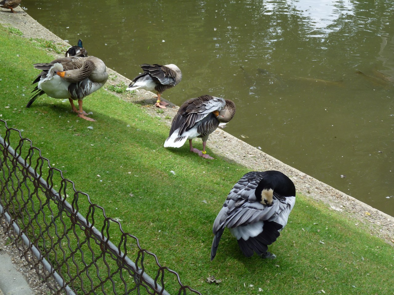 A bird lover’s guide to Paris | Parisian Fields