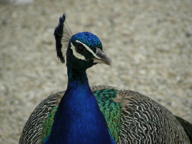 A bird lover’s guide to Paris | Parisian Fields