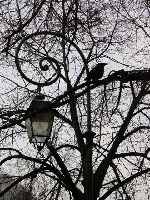 A bird lover’s guide to Paris | Parisian Fields