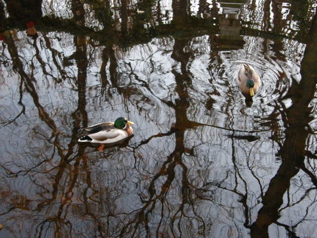 A bird lover’s guide to Paris | Parisian Fields